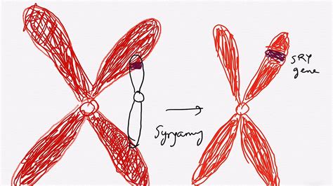 sex differentiation part 1 youtube