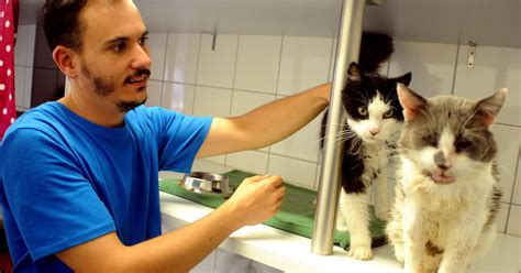 Bilan Estival SPA De Colmar Maintenant Les Gens Abandonnent Les