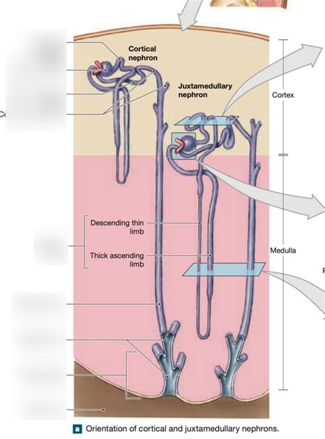 Orientation Of Nephrons Diagram Quizlet