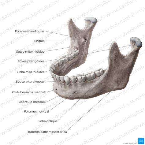 Mandíbula Anatomia estruturas e fraturas Kenhub