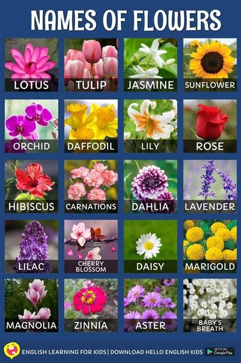 Pin By UNIVERSE FACTS On My Saves Pretty Flower Names Flower Names