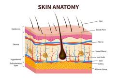 Human Skin Layered Epidermis With Hair Follicle Sweat And