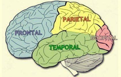 Cerebro y sus lóbulos cerebrales Mind Map