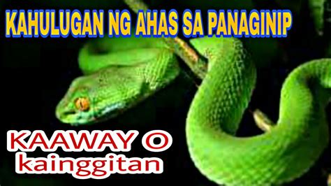 Ibig Sabihin Ng Mga Ahas Sa Panaginip
