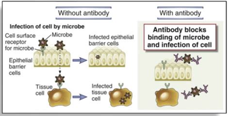 Lecture Effector Mechanisms Of Humoral Immunity Flashcards Quizlet