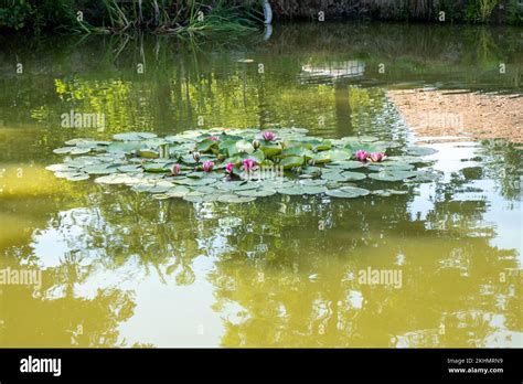 Lilie wodne Banque de photographies et dimages à haute résolution Alamy