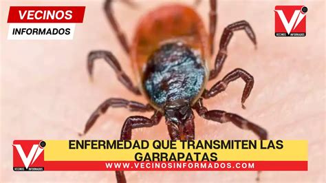 Cuál es la enfermedad que transmiten las garrapatas registrada en