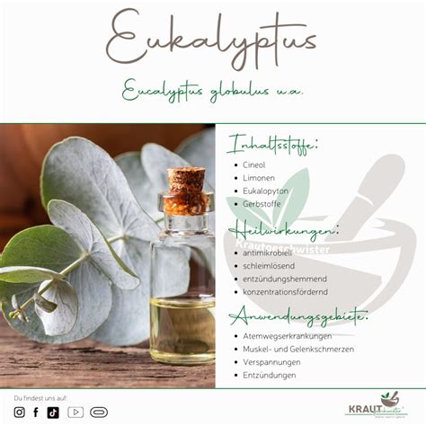 Eukalyptus Heilpflanzenportrait Krautgeschwister