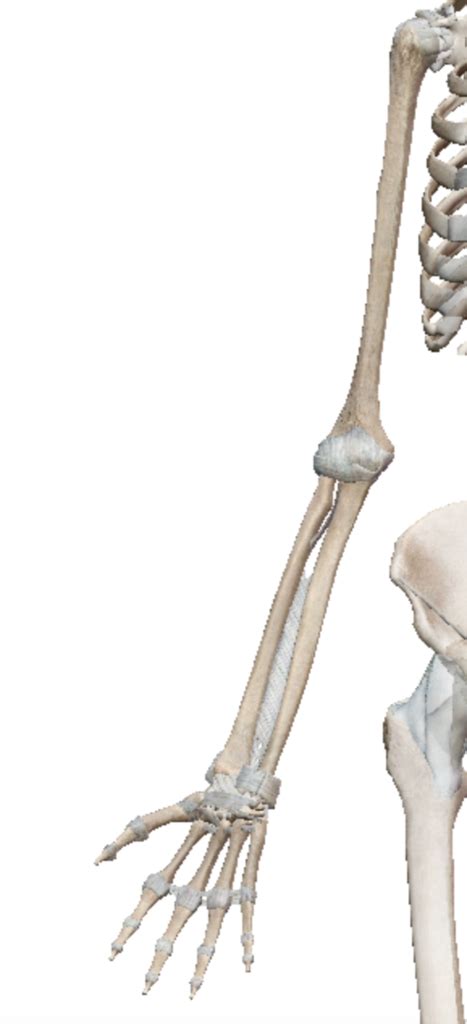 Upper Limb Diagram Quizlet