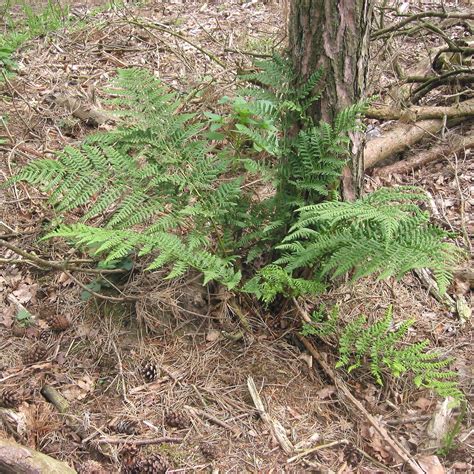 Dryopteris affinis Fausse fougère mâle Grandes frondes persistantes