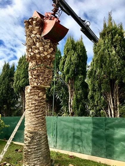 L élagage et l abattage de vos arbres dans les Bouches du Rhône avec