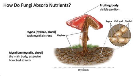 Bio Midterm Flashcards Quizlet