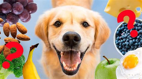 Los Mejores Alimentos Para Mejorar La Salud De Tu Perro El Perro