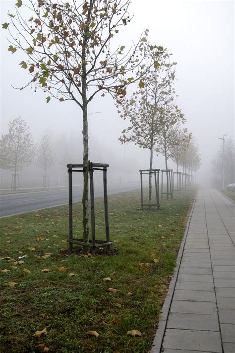 Manera Calle Árboles Foto gratis en Pixabay Pixabay