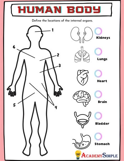 Internal Organs Worksheet