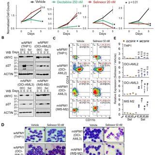 Aml Cells Highly Express The Pu Runx Cebpa Master Transcription