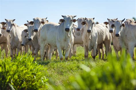 Raças de gado conheça as principais espécies bovinas ZEBU CERCAS