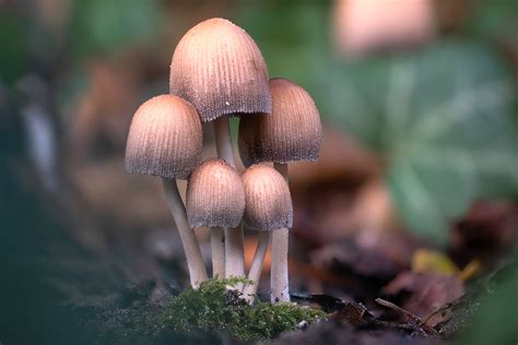 Why Is The Penis Mushroom Shaped The Sun The Sun Hot Lifestyle News