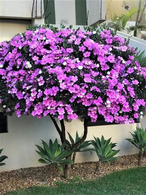 Manacá da Serra Como Cuidar Plantar Mudas Tipos e 60 Ideias