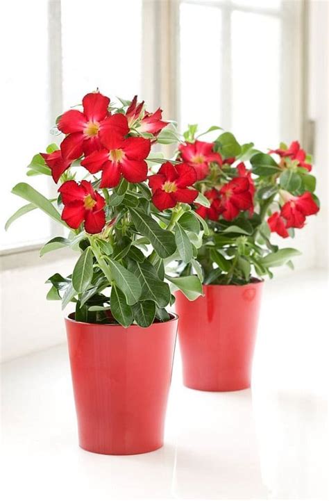 Most Beautiful Houseplants You Never Knew About