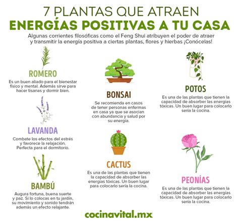 7 Plantas Para Atraer Dinero Y Prosperidad Que Debes Tener En Casa
