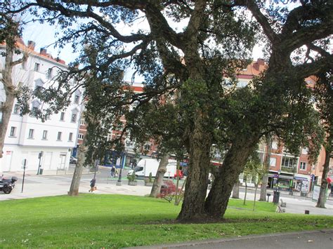 Árbol centenario Parque del Campillín Oviedo Jusotil 1943 Flickr