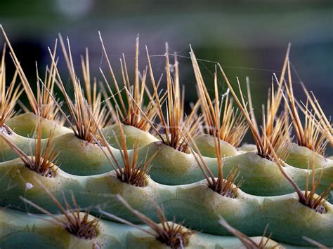 Cactus Planta Suculento Foto Gratis En Pixabay Pixabay