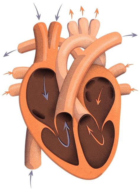 Ekg Diagram Quizlet