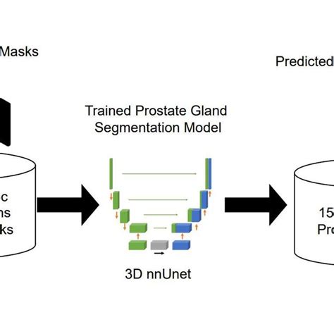 prostate gland segmentation model download scientific diagram