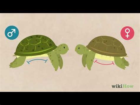 Descubre cómo determinar el género de una tortuga trucos para saber si
