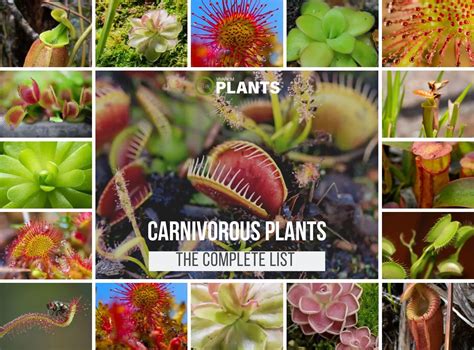 6 Exotic Carnivorous Terrarium Plants Placement Pictures