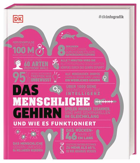 Das Menschliche Gehirn Und Wie Es Funktioniert