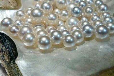 Le Perle Dei Mari Del Sud O South Sea Genisi Pearls