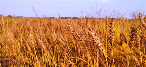 Kostenlose Foto Weizen Baum Gold Korn Feld Roggen Khorasan