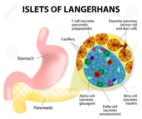 Functions Of The Pancreas Diagram Pancreas Endocrine