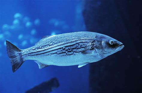 Scopri il branzino striato più grande mai catturato in Arizona