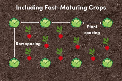 Spacing Matters Why Vegetable Plants Need To Keep Their Distance The