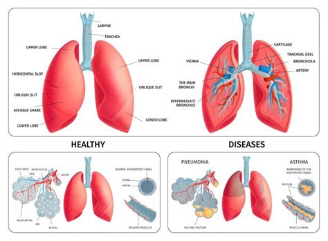 Transport Of Carbon Dioxide In The Blood Geeksforgeeks