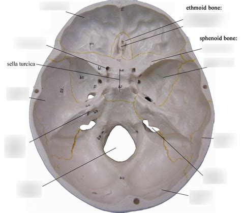 Foramen And Cranial Nerves Diagram Quizlet
