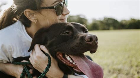 Fêtez la Journée internationale du chien en offrant à votre boule de