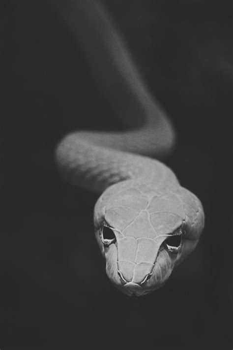 Snakes Tumblr Les Reptiles Reptiles And Amphibians Beautiful
