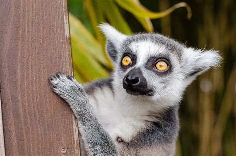 Animais que Começam a Letra L Nomes e Características Mundo Ecologia