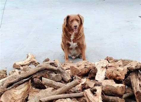 Bobi el perro más viejo del mundo rompe récord Guinness Revista