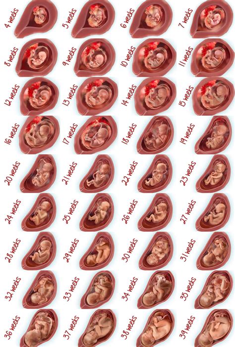 Pregnancy Chart Pregnancy Timeline Pregnancy Bump Pregnancy Guide