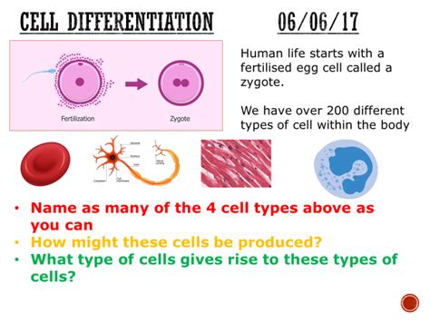 Cell Differentiation Complete Lesson Gcse Teaching Resources