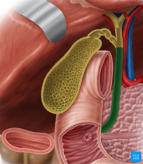 La Vesicula Biliar Duele Guía
