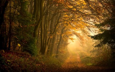 Forest Path Wallpapers Wallpaper Cave