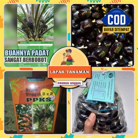 Jual Bibit Benih Kecambah Sawit DxP Ppks 239 Original Shopee Indonesia