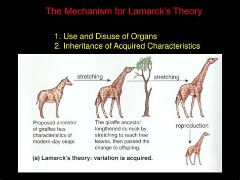 PPT History Of Evolutionary Thought 1 Pre Darwinian Background