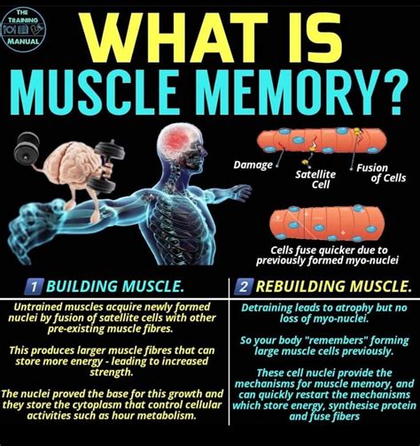 What Is Muscle Memory And How Does It Work